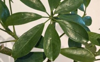 鹅掌木致癌是真的吗_室内养鹅掌木安全吗