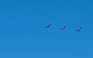 大雁南飞_为什么大雁要排队飞行