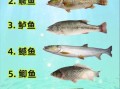 淡水鱼种类有哪些_海水鱼常见品种
