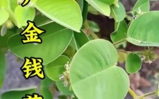 广金钱草的功效与作用_广金钱草能治疗什么病