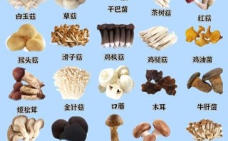 食用蘑菇种类大全_哪些蘑菇最安全