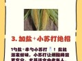 玉米怎么煮才香甜_煮玉米棒需要多长时间
