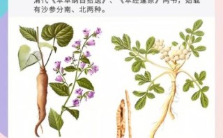 养胃中药材有哪些_十大养胃中药材怎么吃