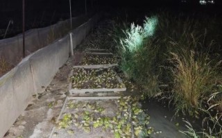 养殖青蛙一亩成本多少_青蛙养殖利润高吗