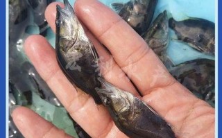 翘嘴鳜鱼养殖技术_如何提高成活率