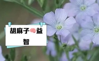 胡麻子是什么_胡麻子功效与作用