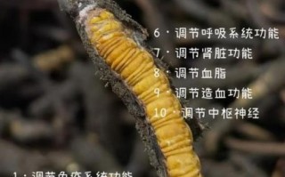 虫草的功效与作用有哪些_虫草怎么吃效果最好