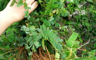 鸡骨草长什么样_鸡骨草图片大全大图