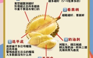 怎么挑选榴莲_榴莲怎么挑才肉多