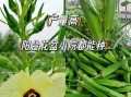 黄秋葵怎么种植_黄秋葵种植时间和方法