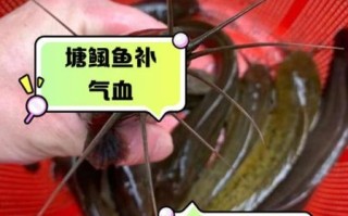 塘鲺怎么做好吃_塘鲺和鲶鱼区别