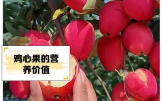 鸡心果怎么挑选_鸡心果的功效与作用