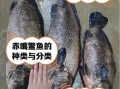 鳘鱼多少钱一斤_鳘鱼价格行情