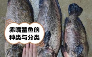鳘鱼多少钱一斤_鳘鱼价格行情 鳘鱼多少钱一斤_鳘鱼价格行情