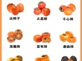 柿子营养价值与功效作用_吃柿子有哪些禁忌