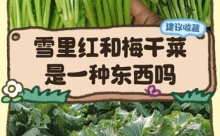 雪菜是什么菜_雪菜和梅干菜一样吗