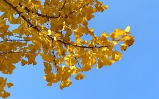 银杏树长什么样子_银杏树图片特征