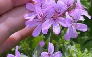 香叶天竺葵图片_如何辨别真假品种