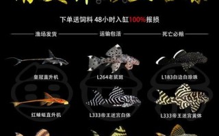 老鼠斑异型鱼怎么养_老鼠斑异型鱼能长多大