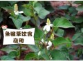 鱼腥草与什么相克_鱼腥草不能和什么一起吃