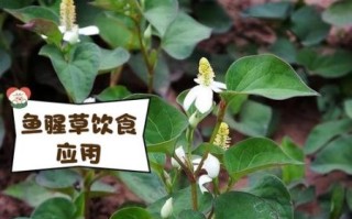 鱼腥草与什么相克_鱼腥草不能和什么一起吃