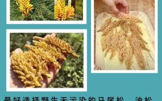 松花粉的功效与作用有哪些_松花粉怎么吃效果最好