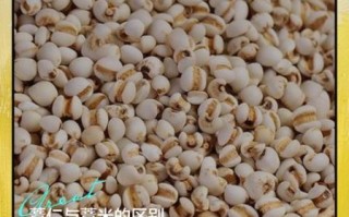 薏苡仁是薏米吗_薏苡仁和薏米区别