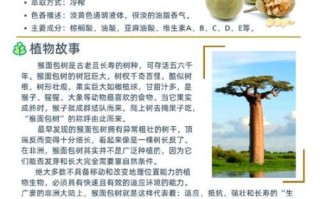 面包树官网是什么_面包树官网怎么注册