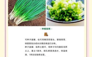 11月12月适合种什么菜_冬季蔬菜种植指南