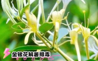 帐中香金银花原文_帐中香金银花功效与作用