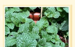 薄荷怎么种_薄荷多久浇一次水