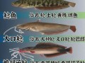 鲶鱼种类大全图解_鲶鱼怎么区分