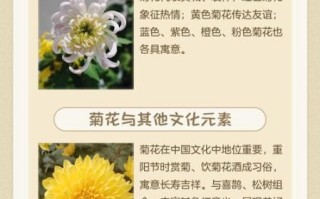 菊花的花语是什么_菊花适合送什么人