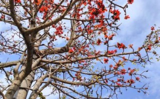 木棉树图片大全_木棉花什么时候开