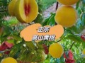 黄桃产地在哪里_黄桃哪个产地最甜
