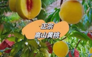 黄桃产地在哪里_黄桃哪个产地最甜