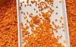 炒桂花茶的做法_桂花茶怎么炒才香