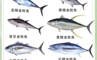 金枪鱼价格走势_金枪鱼多少钱一斤