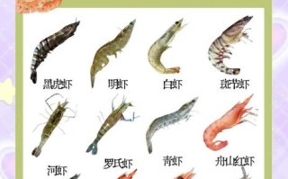 对虾吃什么食物_对虾饲料怎么选