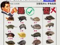 乌龟怎么养视频_新手养龟步骤