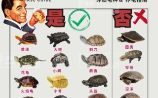 乌龟怎么养视频_新手养龟步骤