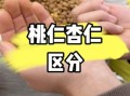 桃仁图片长什么样_桃仁和杏仁区别