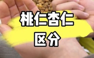 桃仁图片长什么样_桃仁和杏仁区别