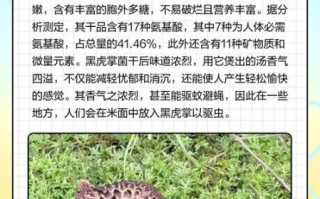 黑虎掌菌多少钱一斤_黑虎掌菌怎么做好吃