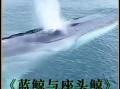 鲸鱼图片大全大图_如何分辨蓝鲸与座头鲸