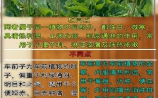 车前草长什么样_车前草的功效与作用