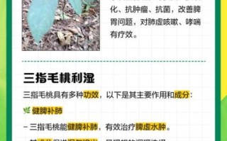 三指毛桃的功效与作用_三指毛桃怎么吃效果最好