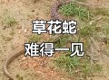 草花蛇有毒吗_草花蛇图片识别