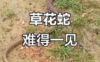 草花蛇有毒吗_草花蛇图片识别