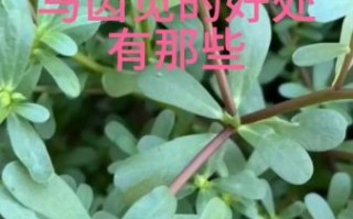 马苋菜怎么读_马苋菜的功效与作用